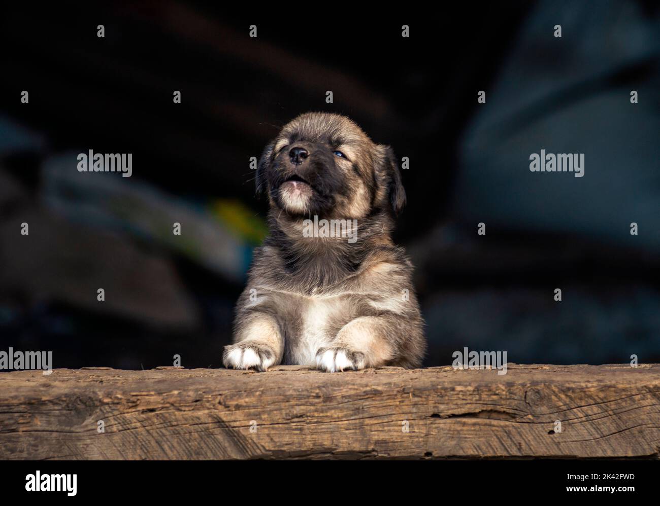 Stray small dog puppy street rural Сute, wooden dog house, cage black ...