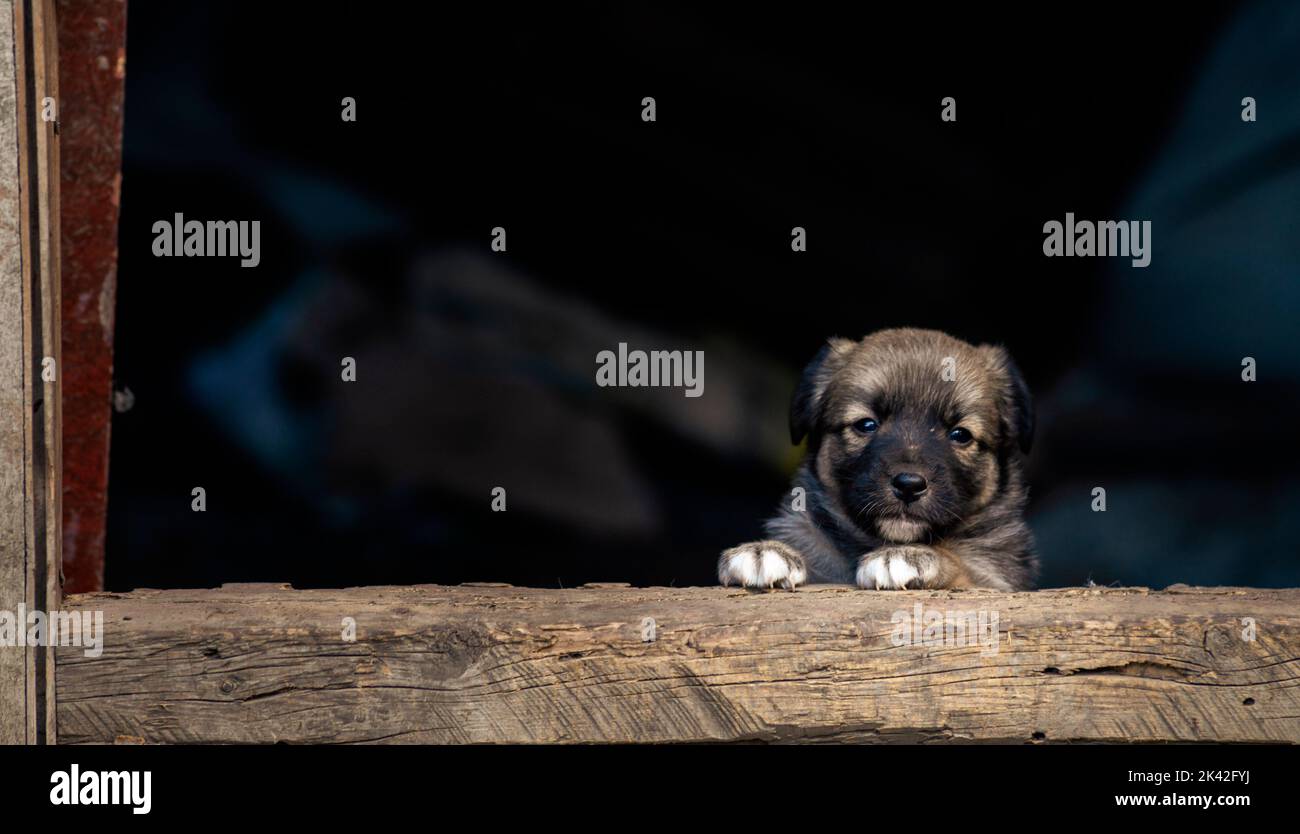 Stray small dog puppy street rural Сute, wooden dog house, cage black ...