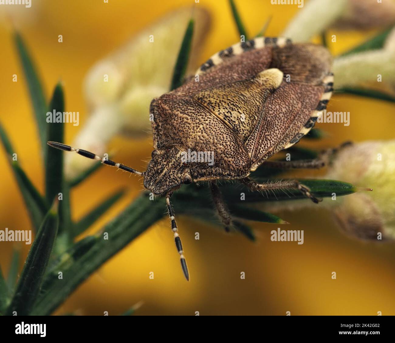 Hairy shieldbugs hi-res stock photography and images - Alamy