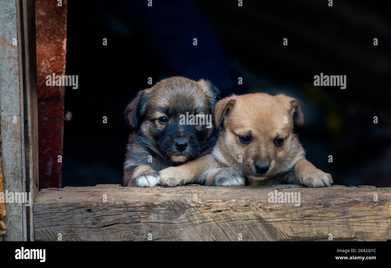 Stray small dog puppy street rural Сute, wooden dog house, cage black ...