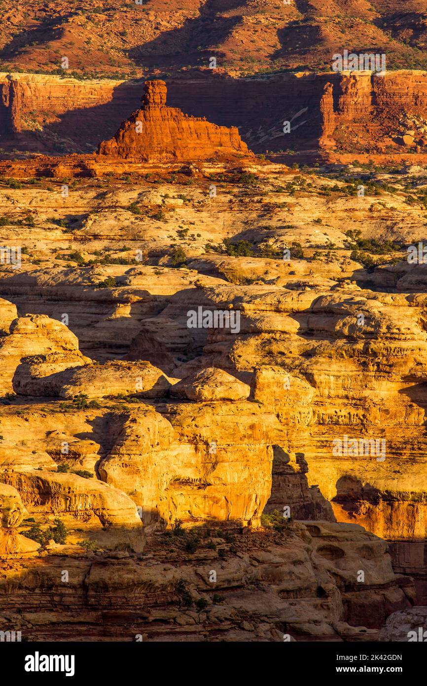 Sunrise light on Organ Rock Shale & Cedar Mesa sandstone canyon ...