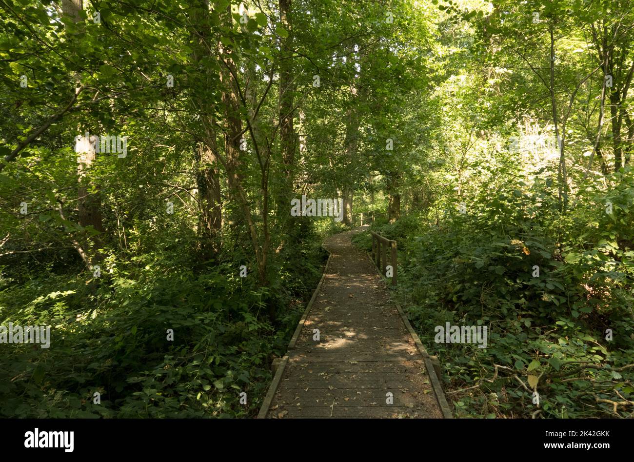 deciduous woodland with path Stock Photo - Alamy