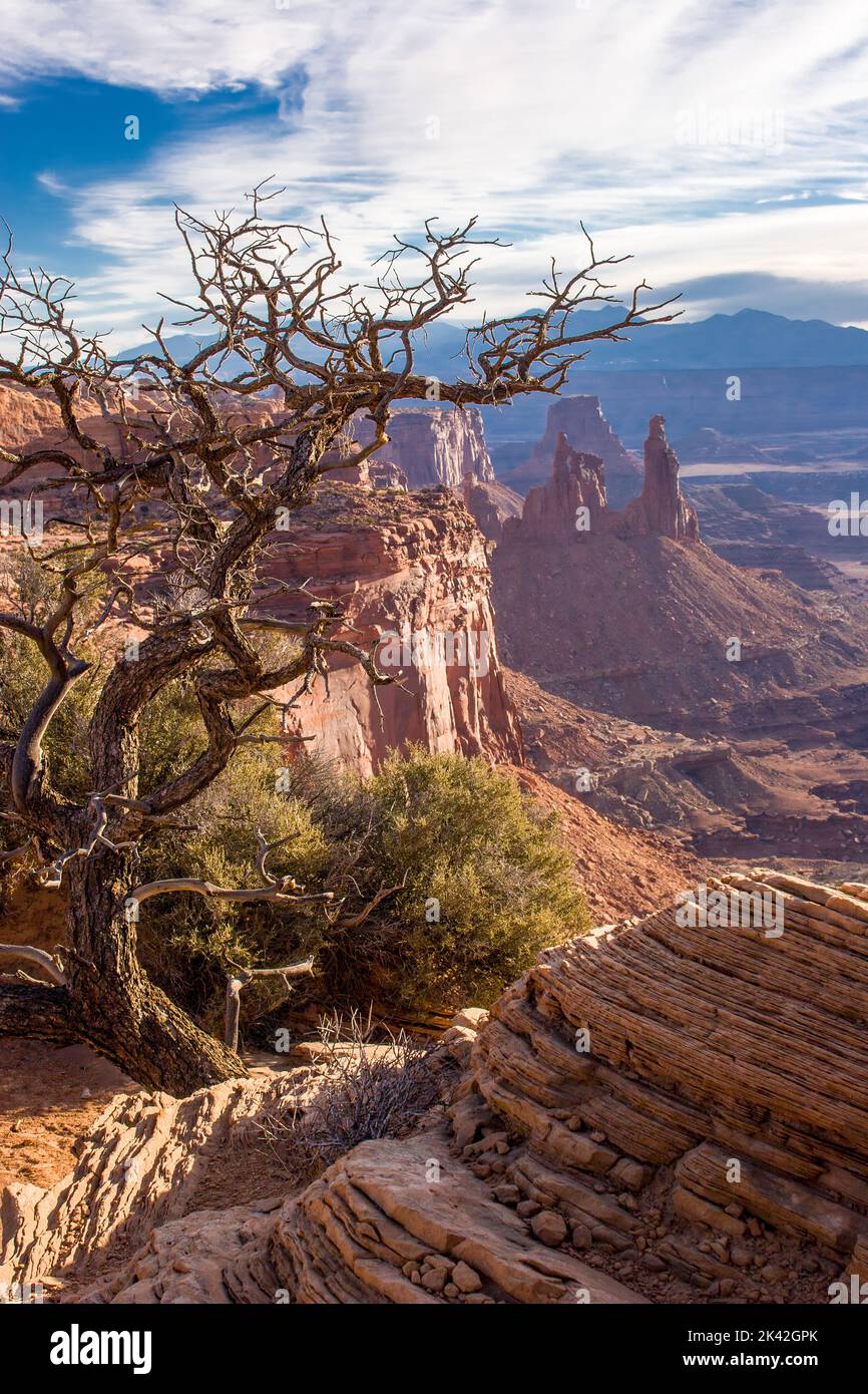 Dead pinyon tree with Washer Woman Arch, Monster Tower & Airport Tower ...