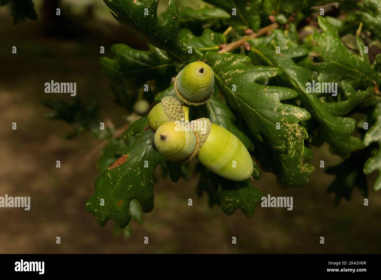 English Oak Acorns Stock Photo - Alamy