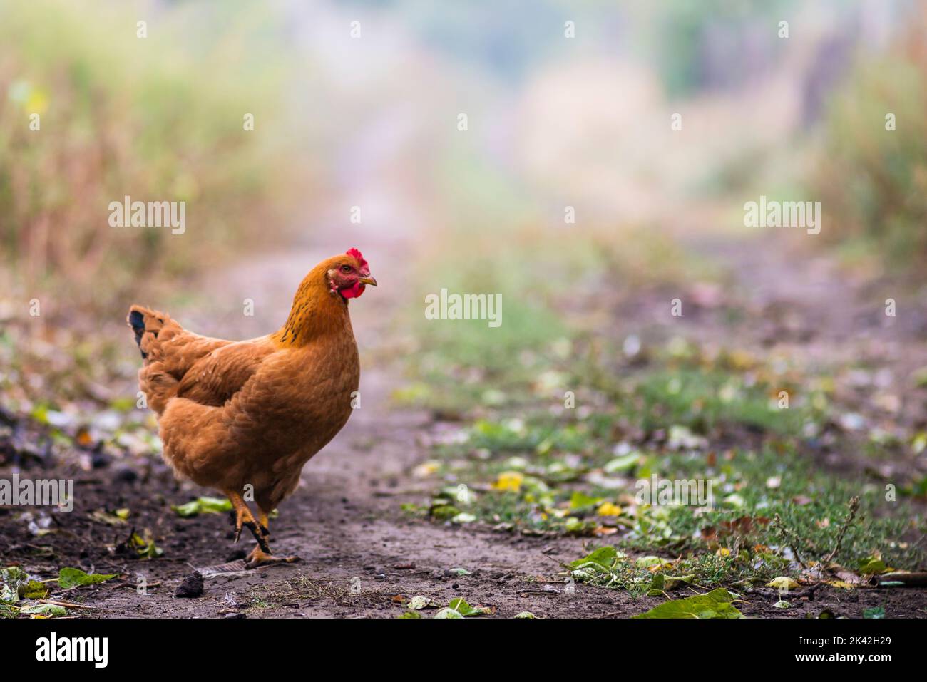 Portrait of the red orpington chicken hen nibbling on the green grass ...