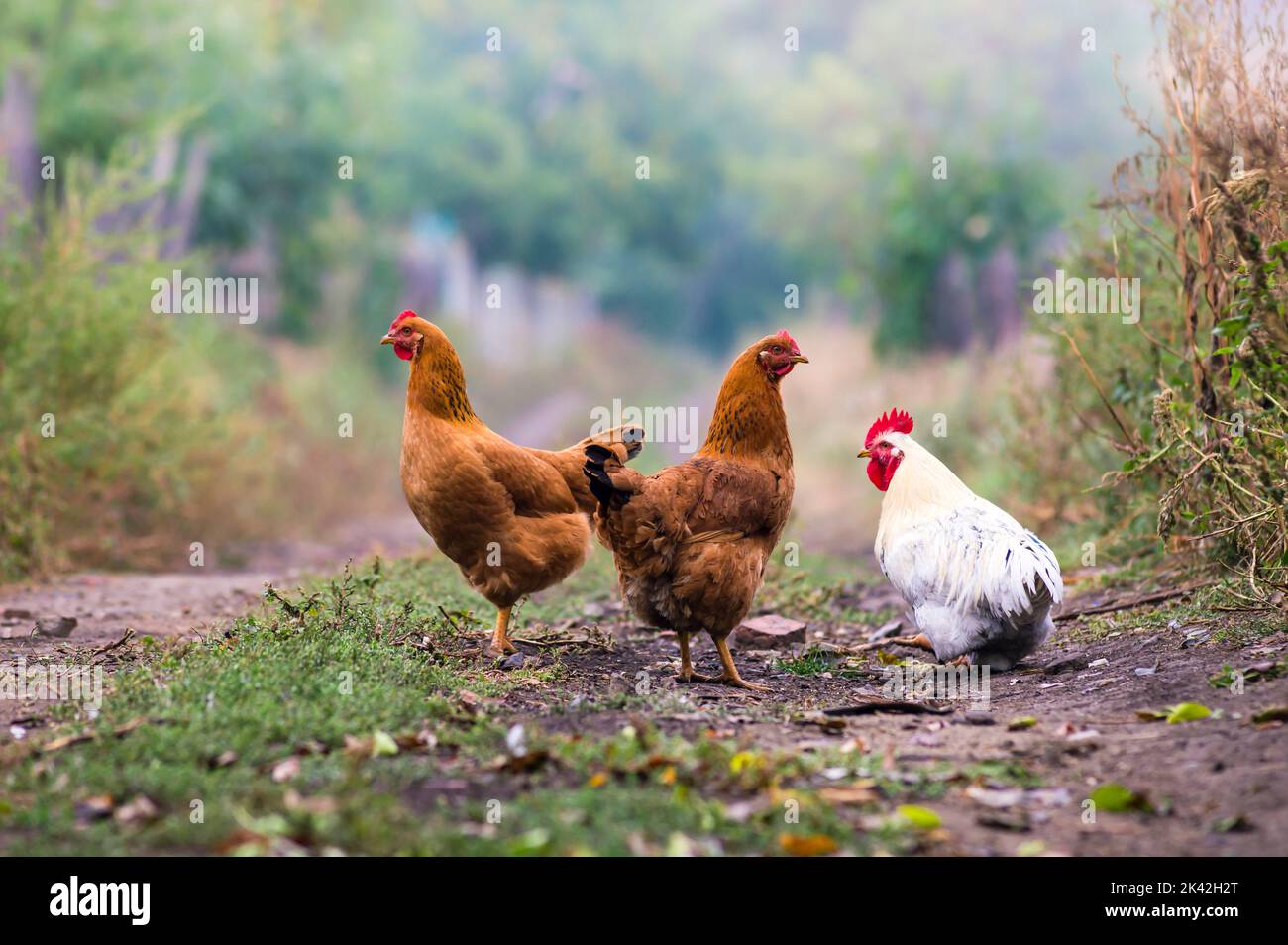 Portrait of the red orpington chicken hen nibbling on the green grass ...