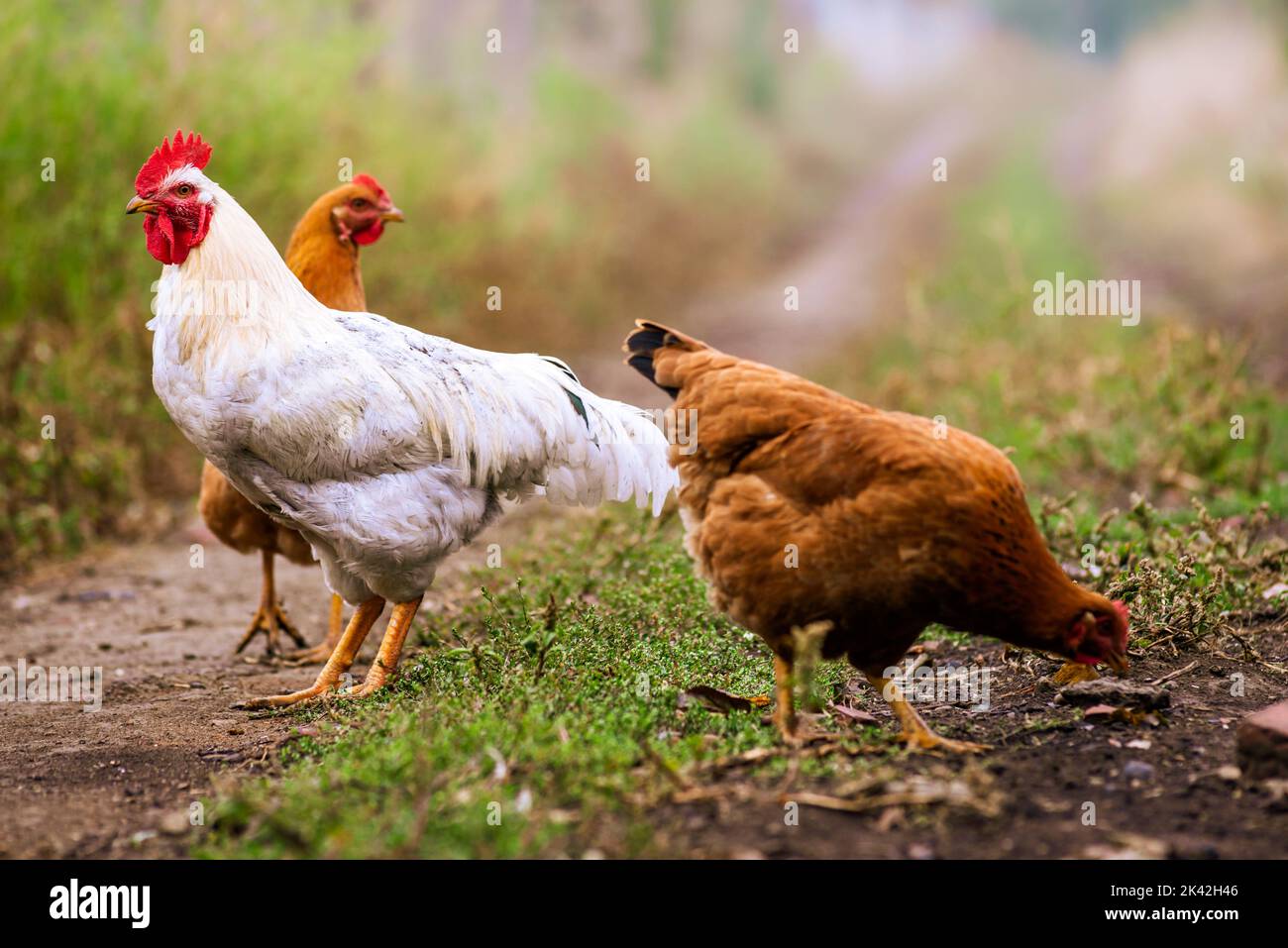 Portrait of the red orpington chicken hen nibbling on the green grass ...