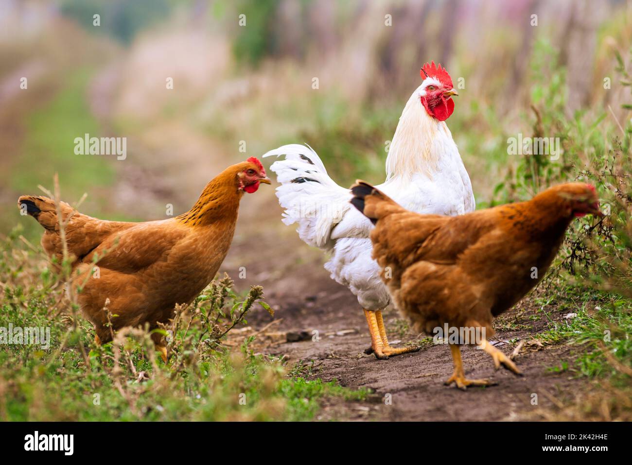 Portrait of the red orpington chicken hen nibbling on the green grass ...