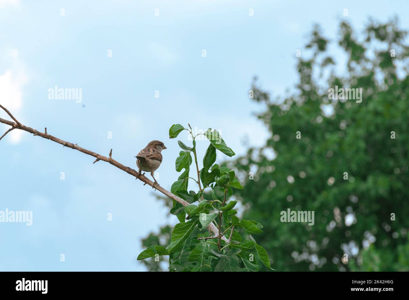 Tree House sparrow bird on a branch Passer montanus natural background ...