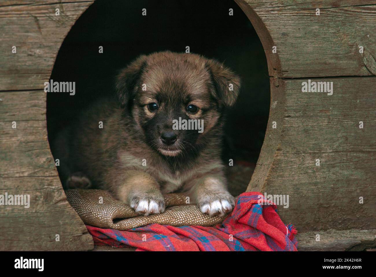 Stray small dog puppy street rural Сute, wooden dog house, cage black ...