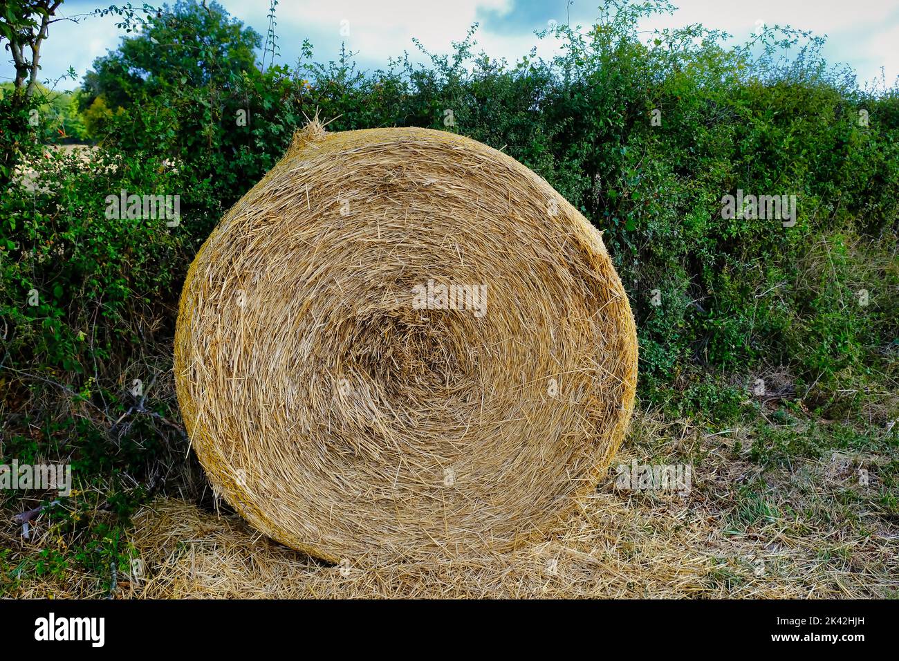 Round hay bale against a background of green shrubbery Stock Photo - Alamy