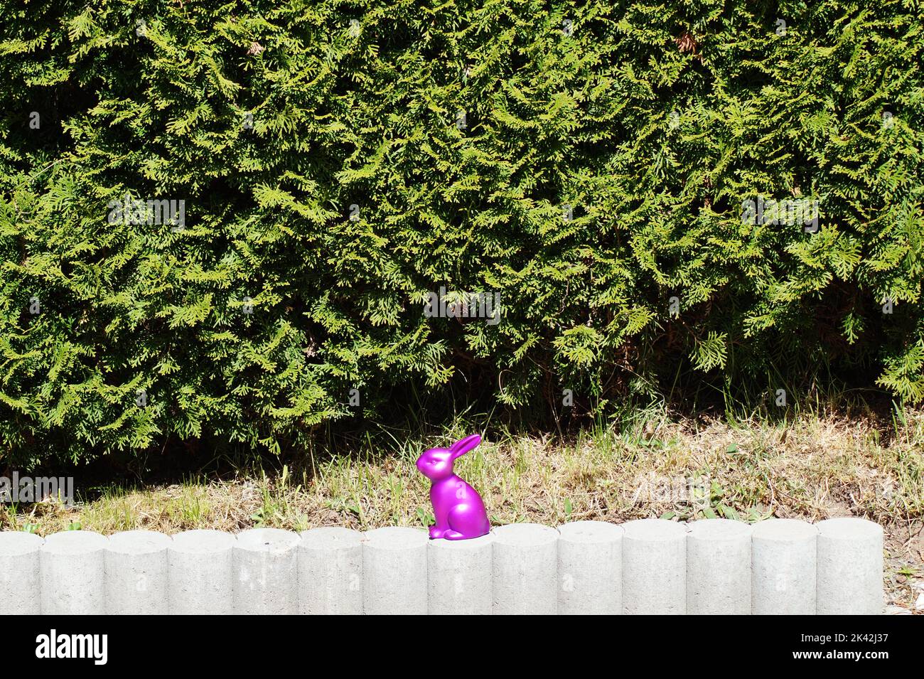 Purple bunny hi-res stock photography and images - Alamy