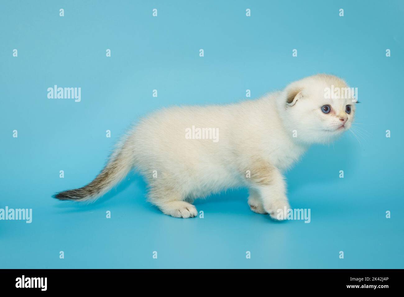 White Scottish fold kitten on a blue background, side view of a walking ...