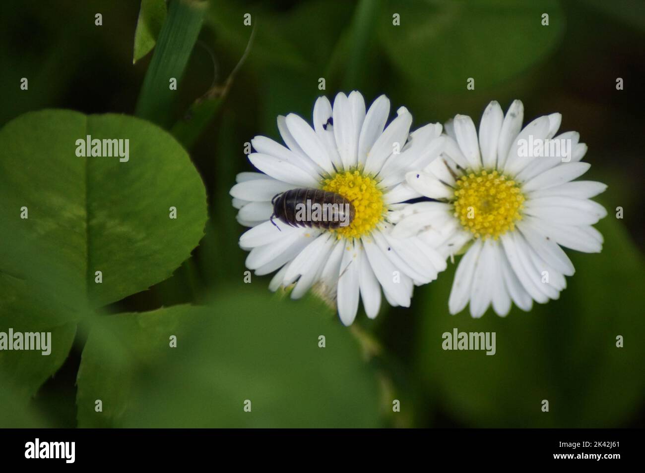 Cancer flower hi-res stock photography and images - Alamy