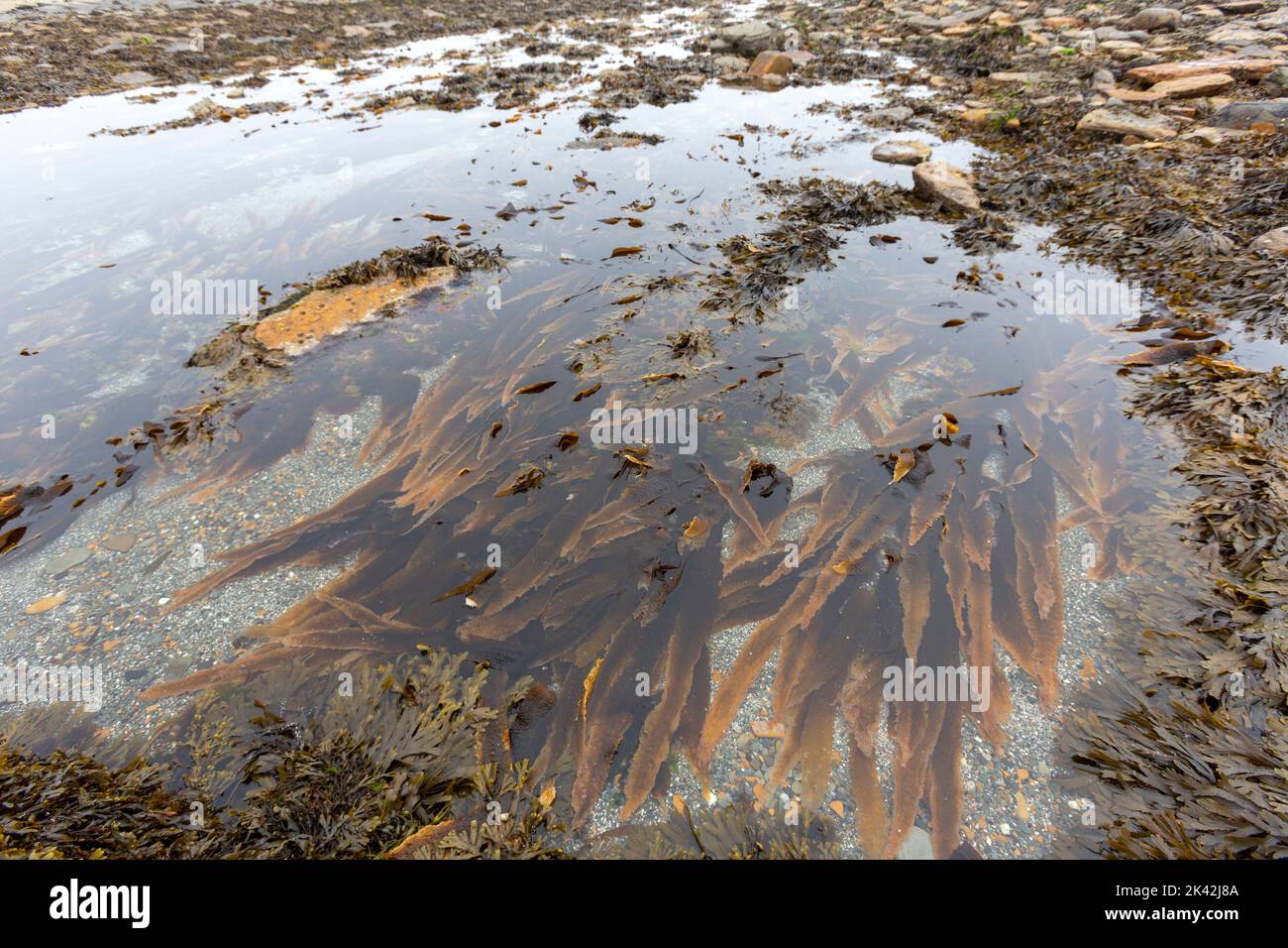 Kelps are large brown algae seaweeds in Brough of Birsay, The Mainland ... Kelps are large brown algae seaweeds in Brough of Birsay, The Mainland ...