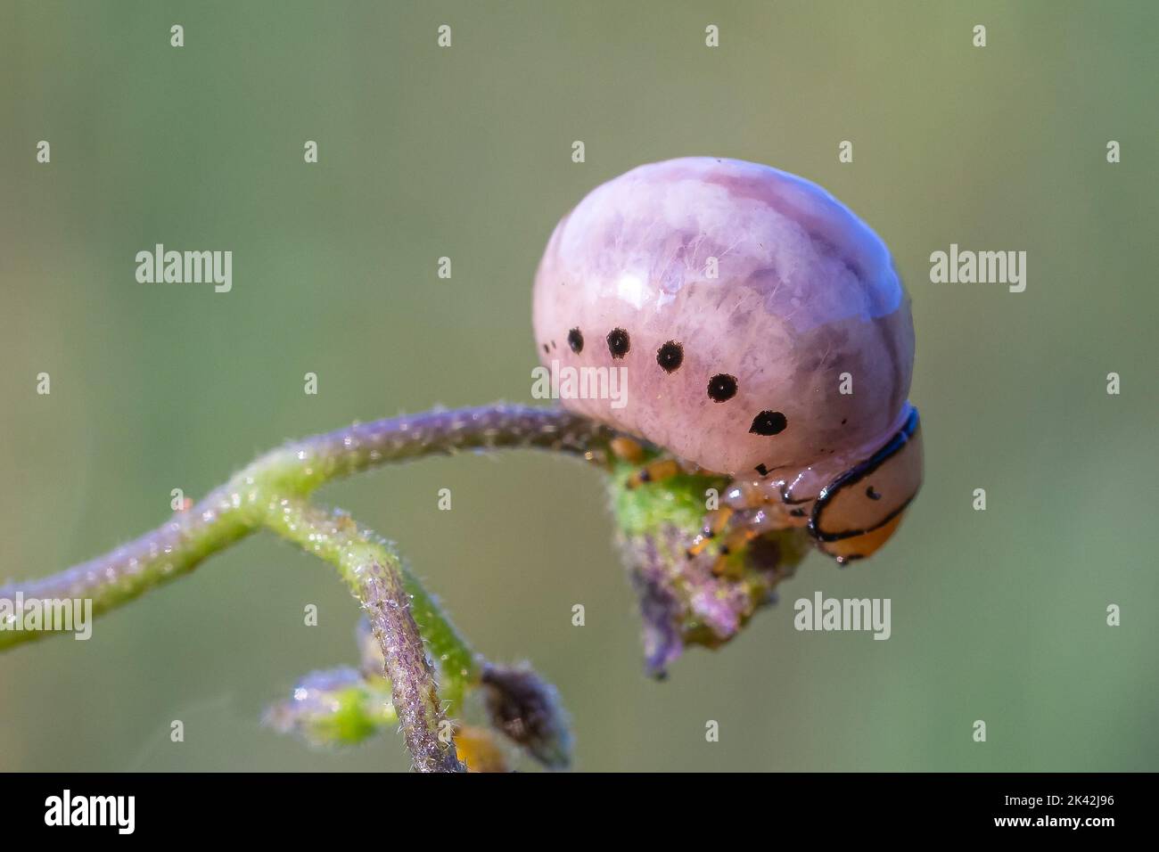 False Potato Beetle in a field Stock Photo - Alamy