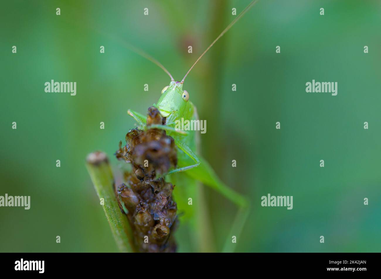 Katydid in nature hi-res stock photography and images - Alamy