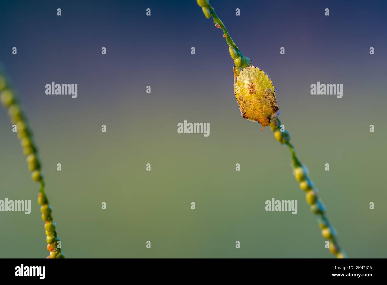 Brown Stink Bug on a blade of grass Stock Photo - Alamy