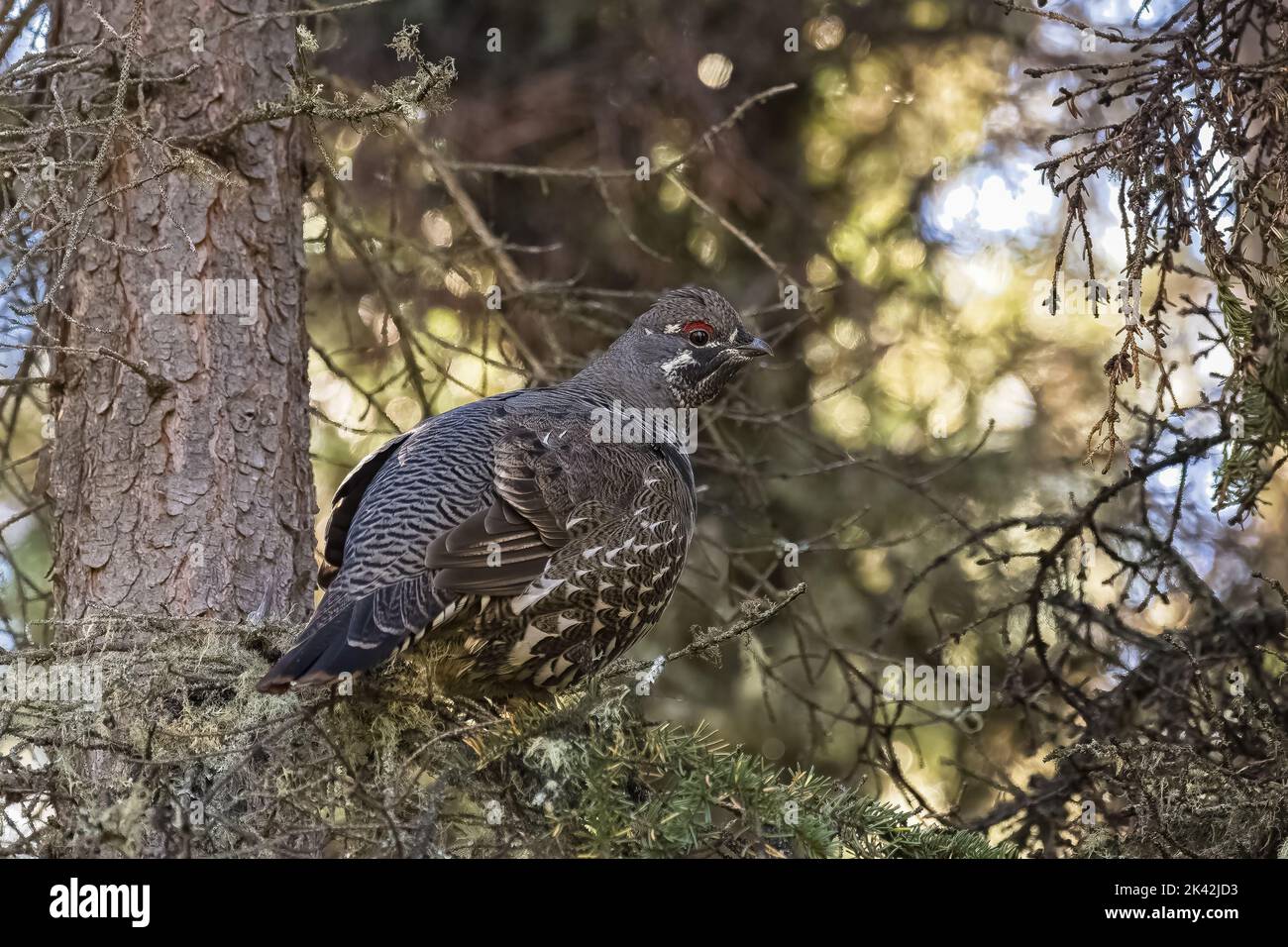 Spruce Grouse, Falcipennis canadensis, wild bird in Yukon, Canada Stock ...