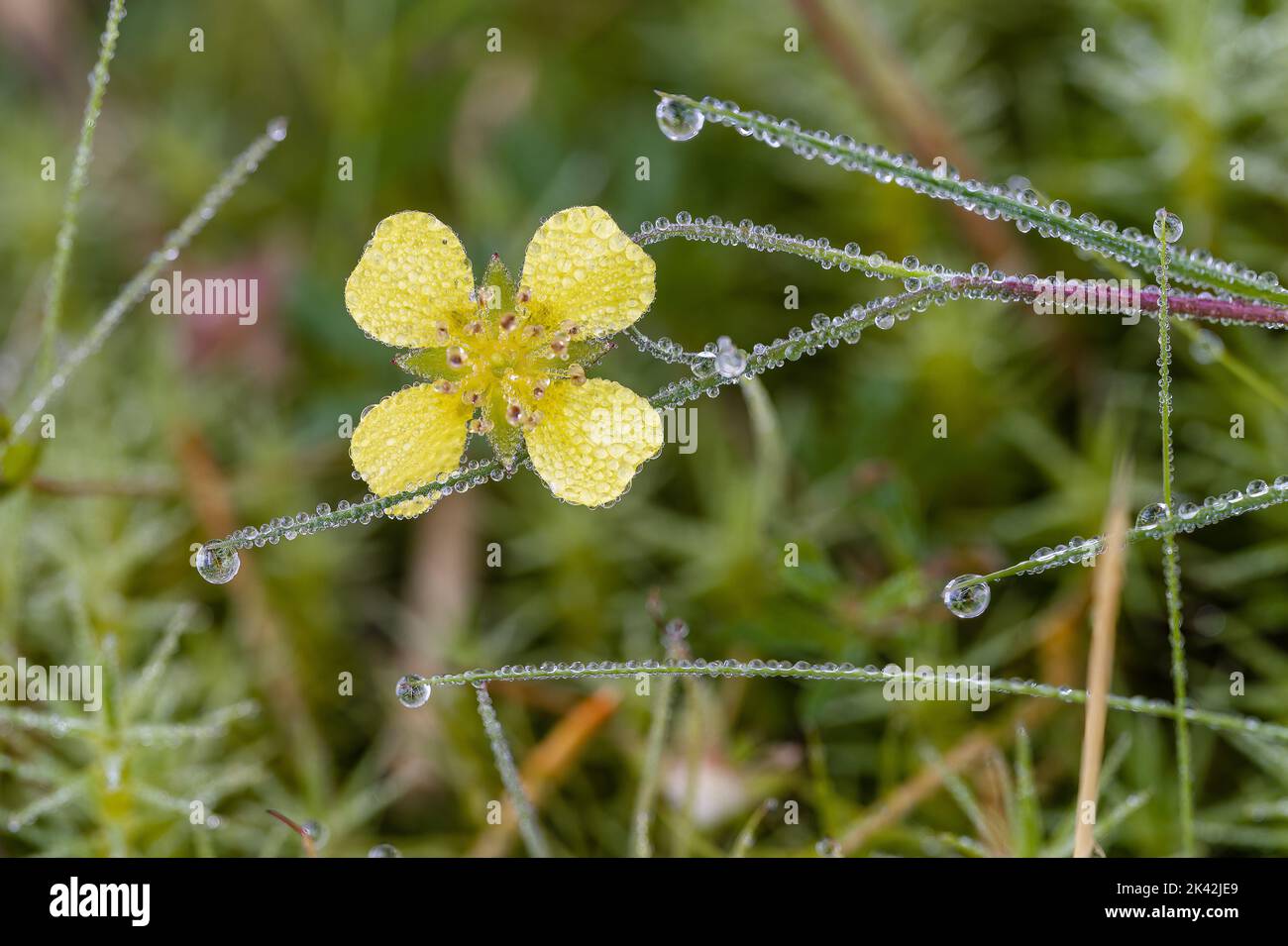 Plant covered with dew hi-res stock photography and images - Alamy