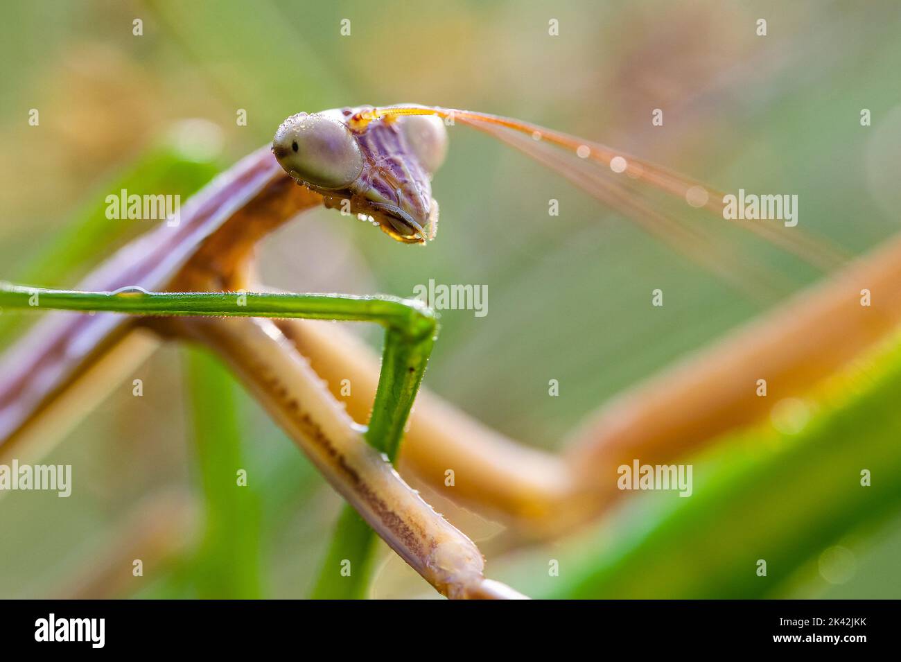 Chinese Mantis in the morning light Stock Photo - Alamy