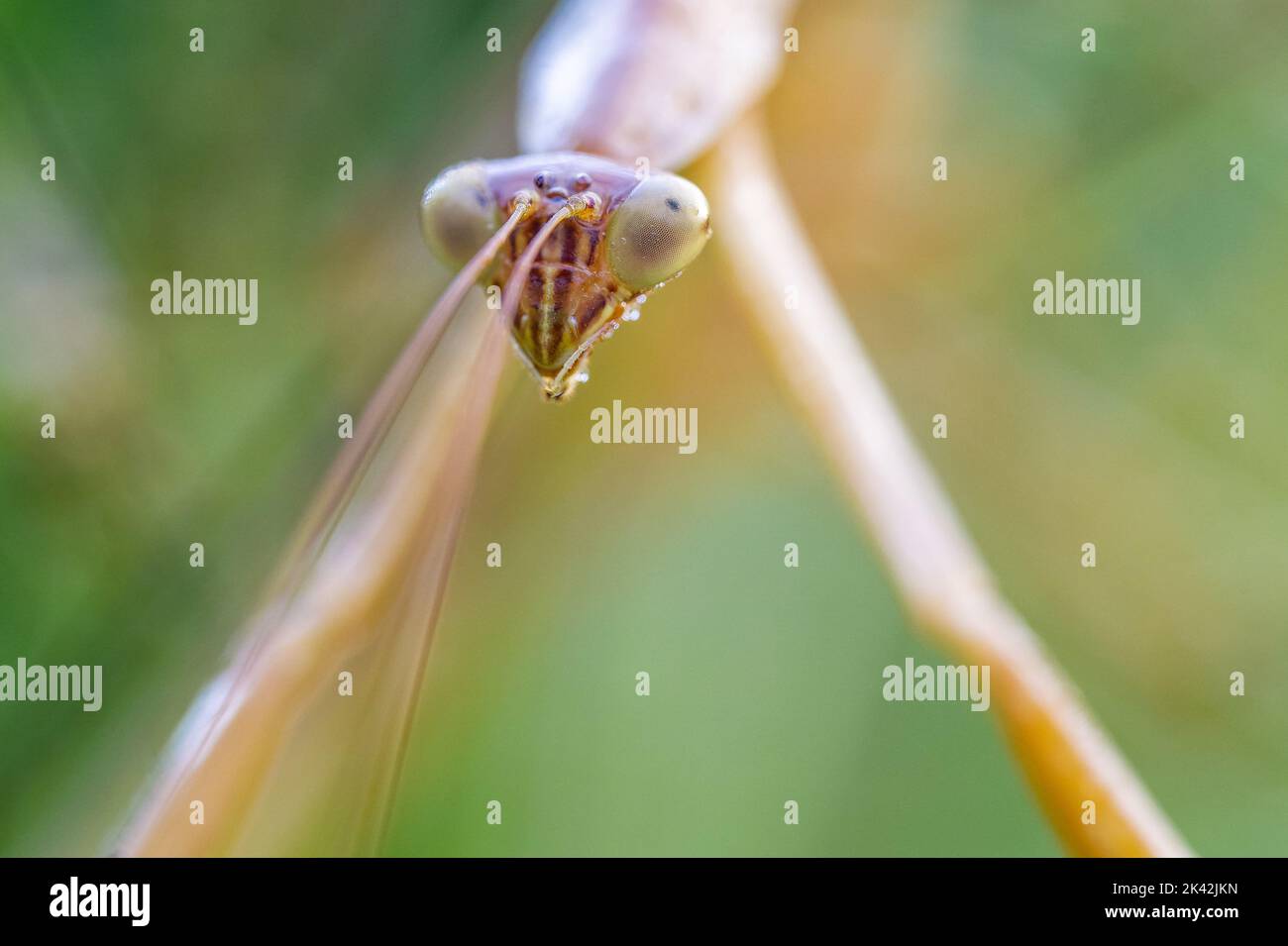The chinese mantis hi-res stock photography and images - Alamy