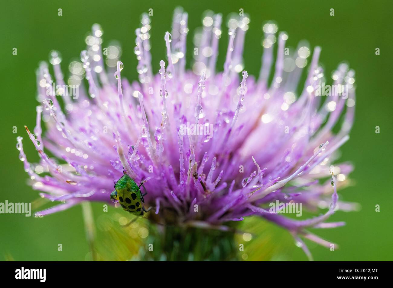 Field Thistle plant in the morning dew Stock Photo - Alamy