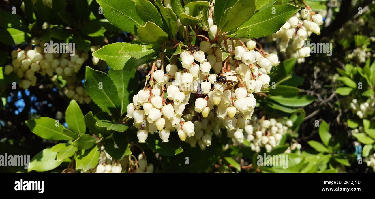 Corbezzolo, Arbutus unedo Stock Photo - Alamy