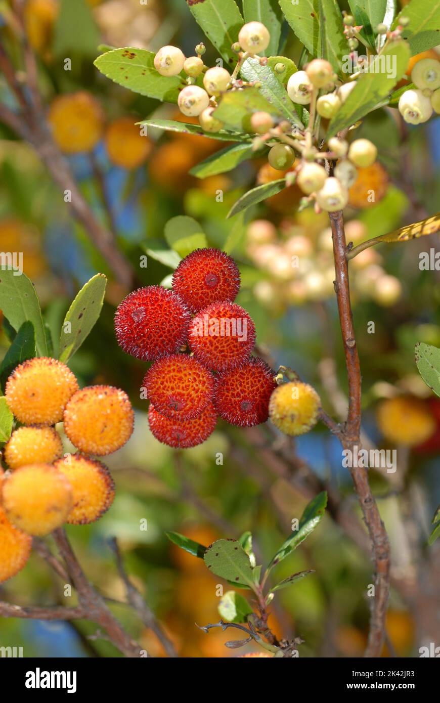 Corbezzolo, Arbutus unedo Stock Photo - Alamy
