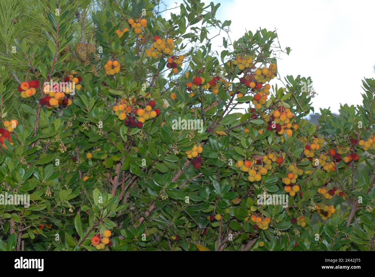Corbezzolo, Arbutus unedo Stock Photo - Alamy