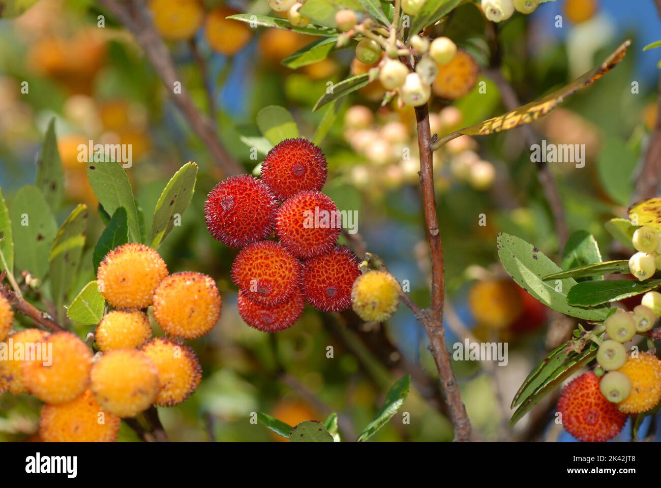 Corbezzolo, Arbutus unedo Stock Photo - Alamy