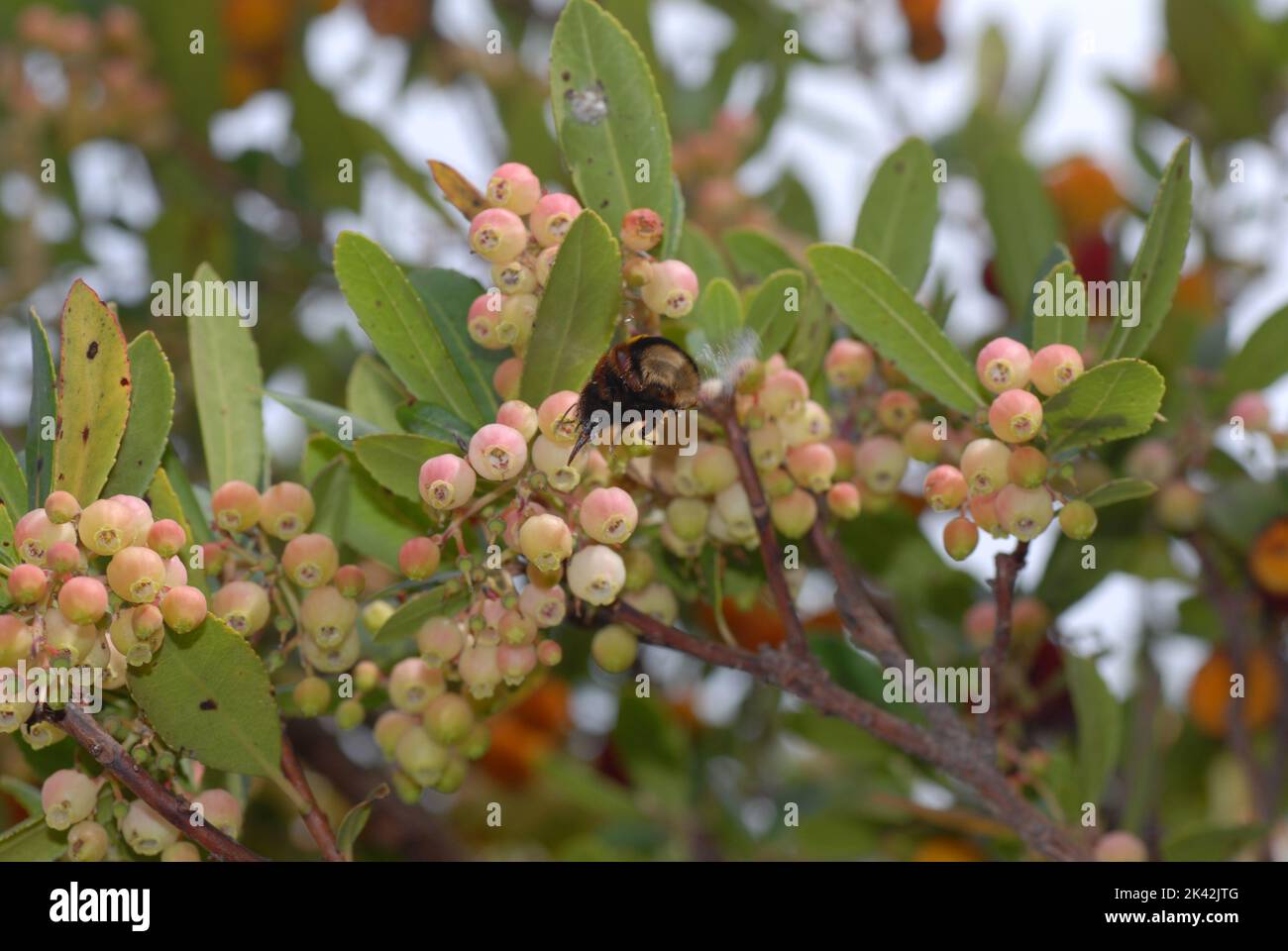 Corbezzolo, Arbutus unedo Stock Photo - Alamy