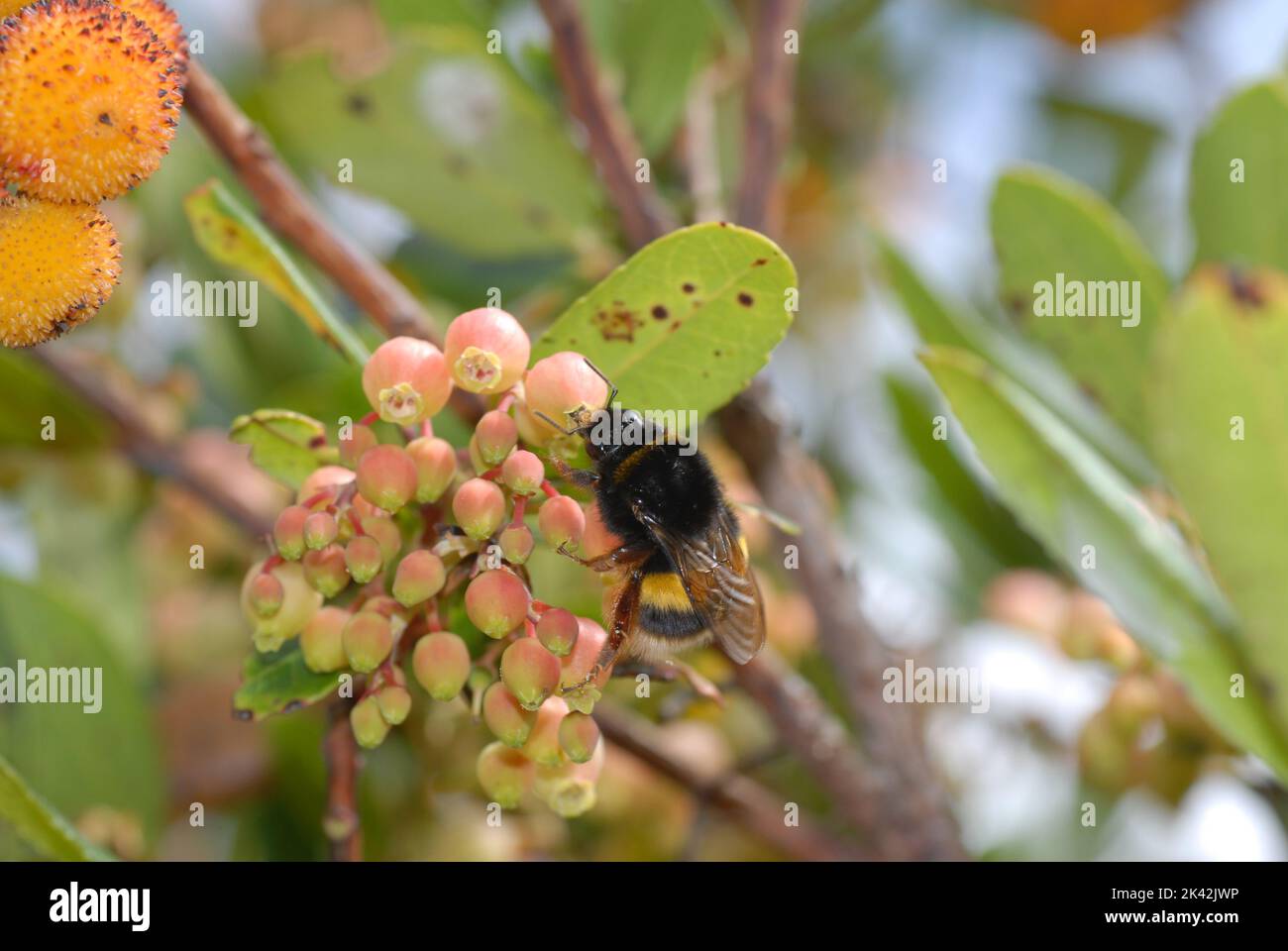 Corbezzolo, Arbutus unedo Stock Photo - Alamy