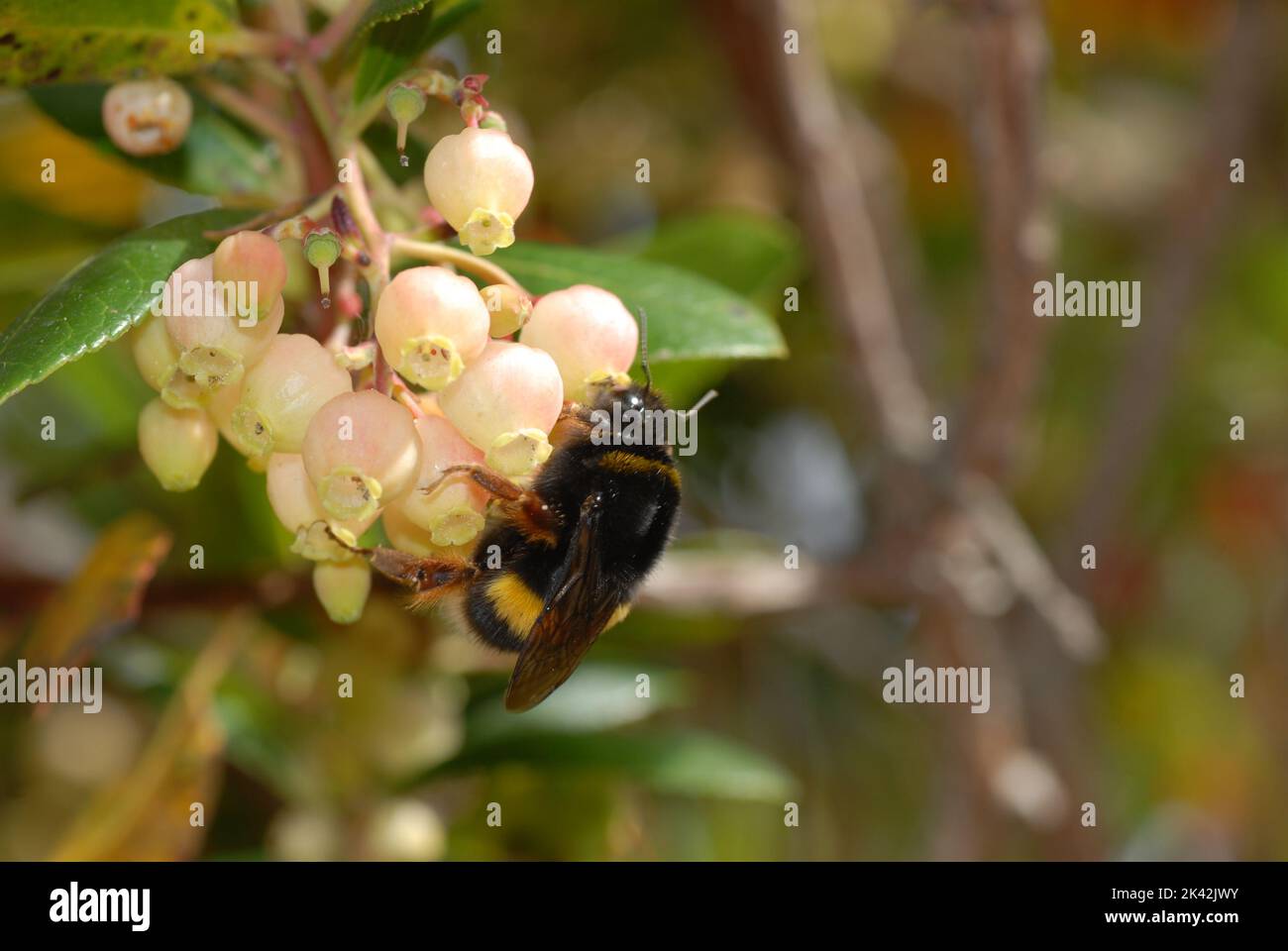 Corbezzolo, Arbutus unedo Stock Photo - Alamy
