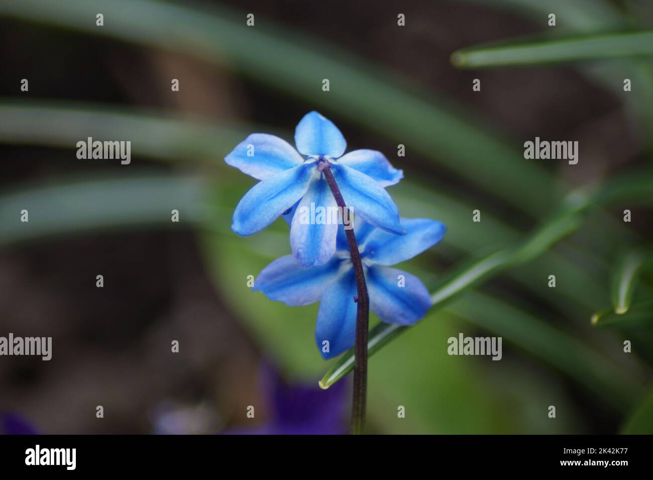 Blue star blossom hi-res stock photography and images - Alamy