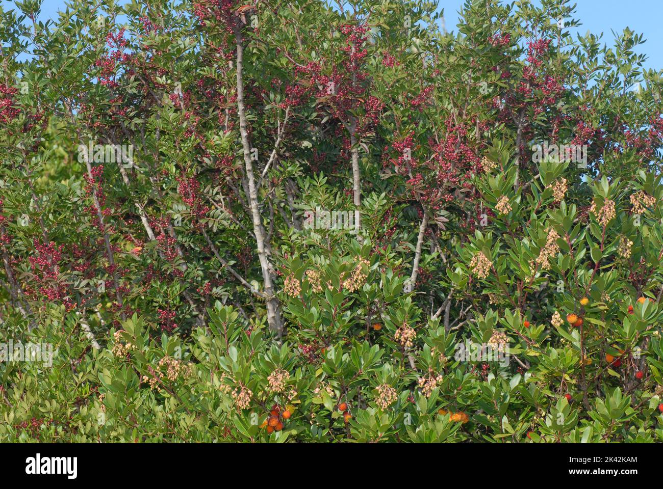 Corbezzolo, Arbutus unedo Stock Photo - Alamy