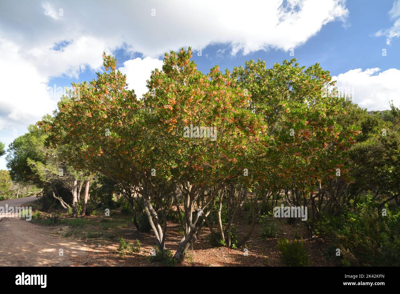Corbezzolo, Arbutus unedo Stock Photo - Alamy