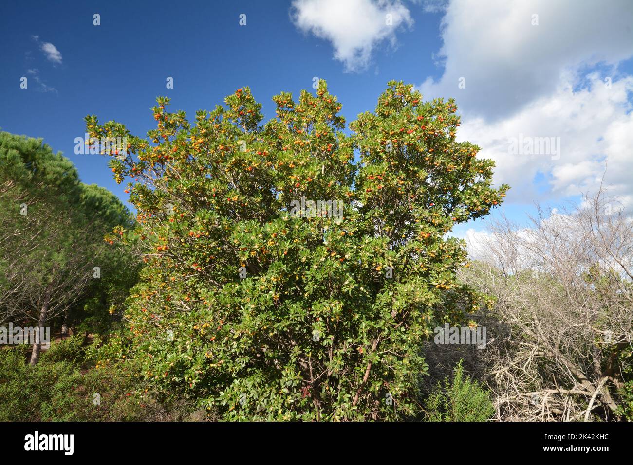 Corbezzolo, Arbutus unedo Stock Photo - Alamy
