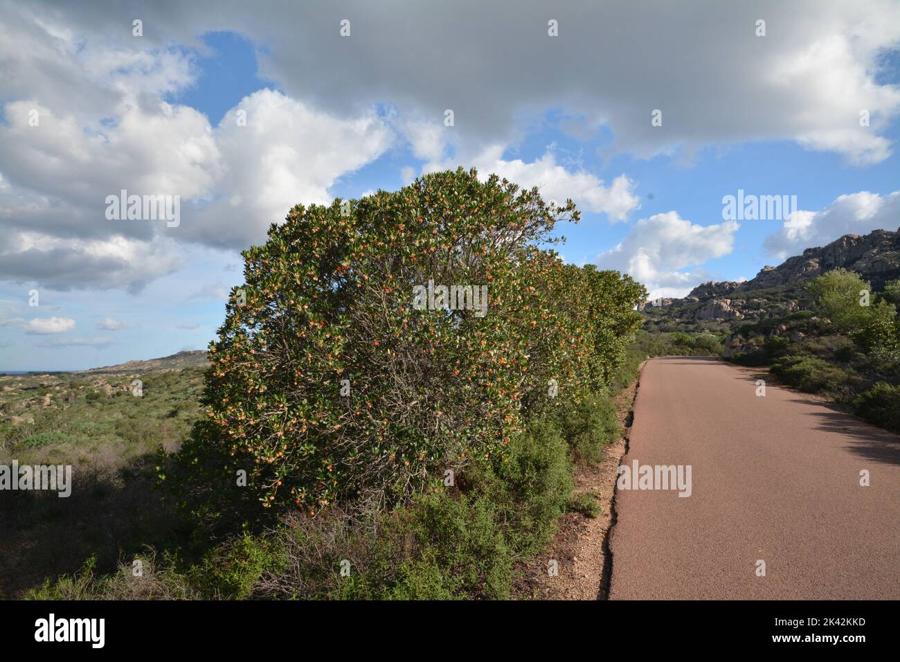 Corbezzolo, Arbutus unedo Stock Photo - Alamy