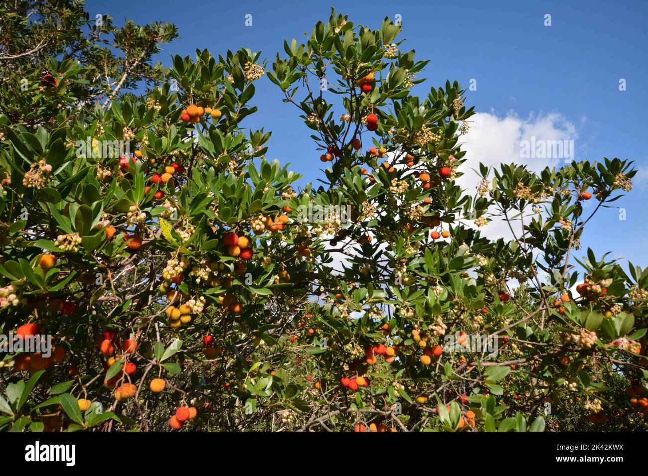 Corbezzolo, Arbutus unedo Stock Photo - Alamy