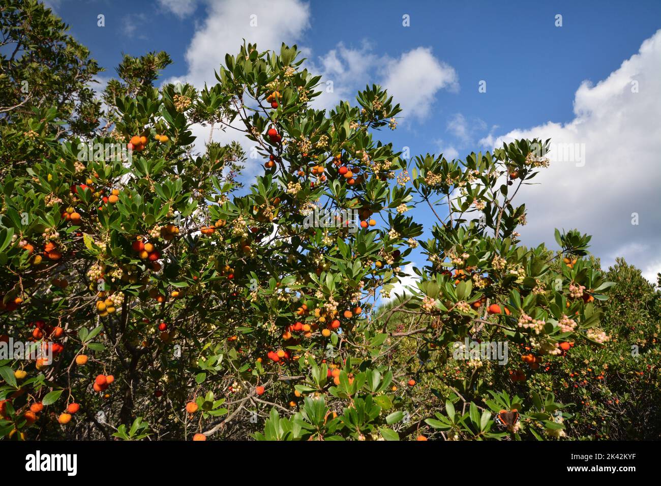 Corbezzolo, Arbutus unedo Stock Photo - Alamy