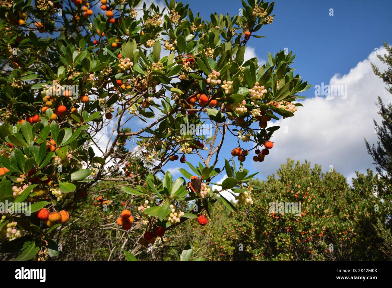 Corbezzolo, Arbutus unedo Stock Photo - Alamy