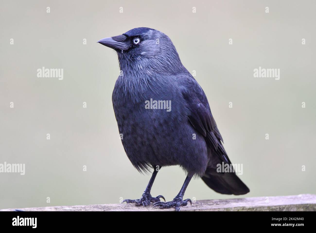 Jackdaw coloeus monedula richmond hi-res stock photography and images ...