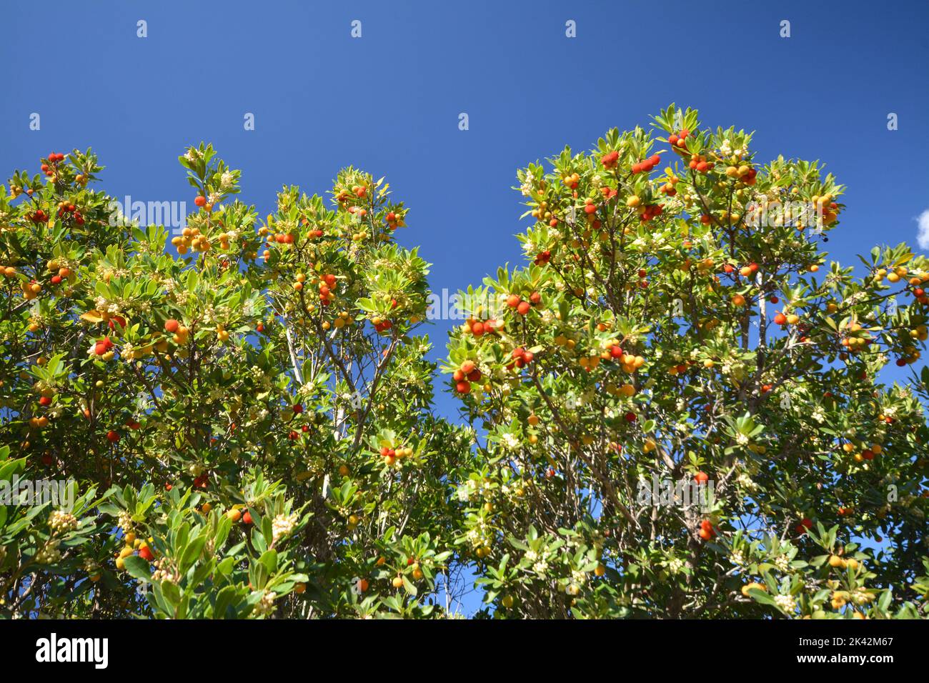 Corbezzolo, Arbutus unedo Stock Photo - Alamy