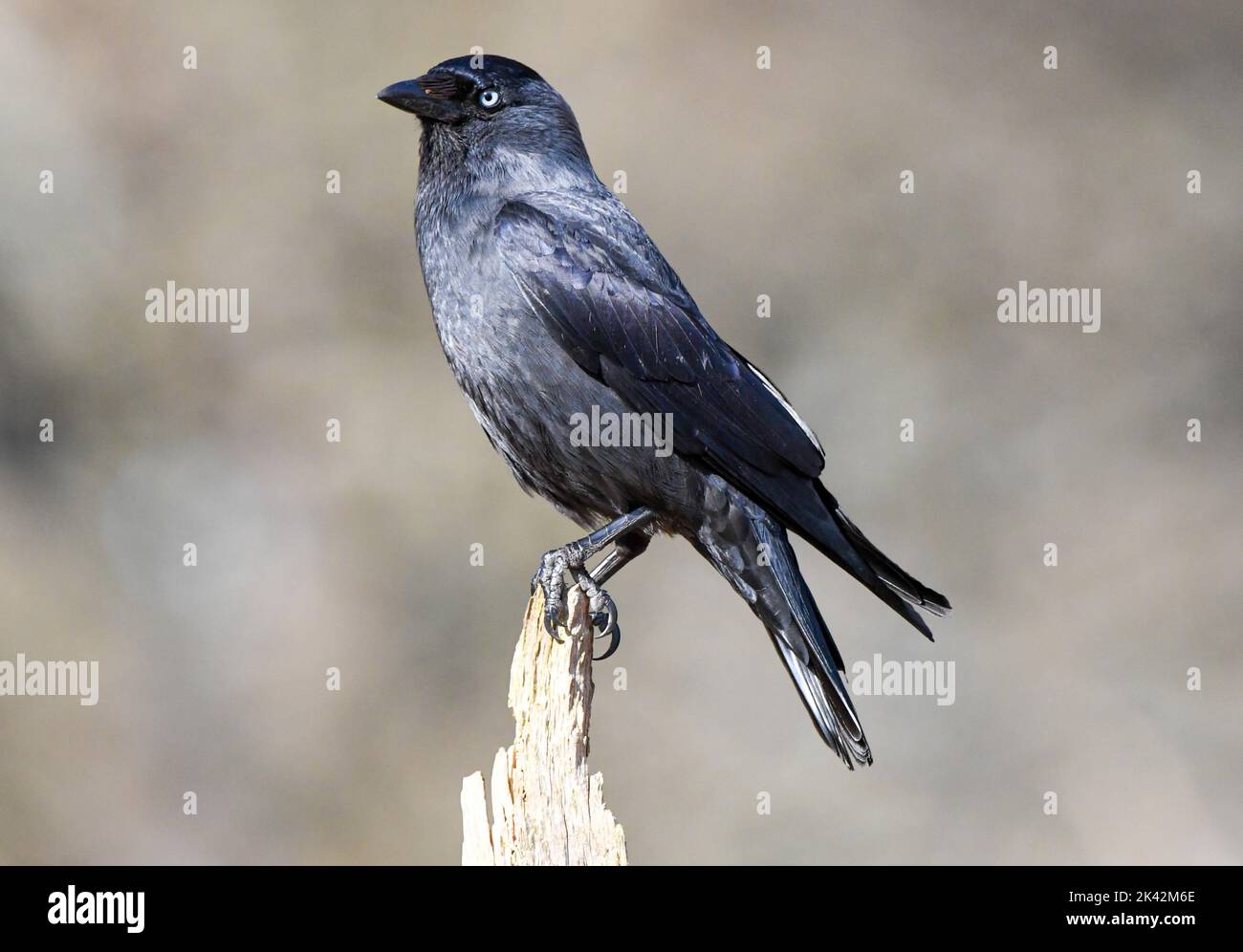 Coloeus monedula, Jackdaw Stock Photo - Alamy
