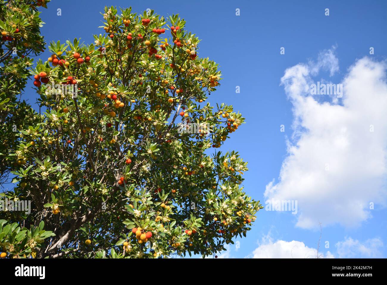 Corbezzolo, Arbutus unedo Stock Photo - Alamy