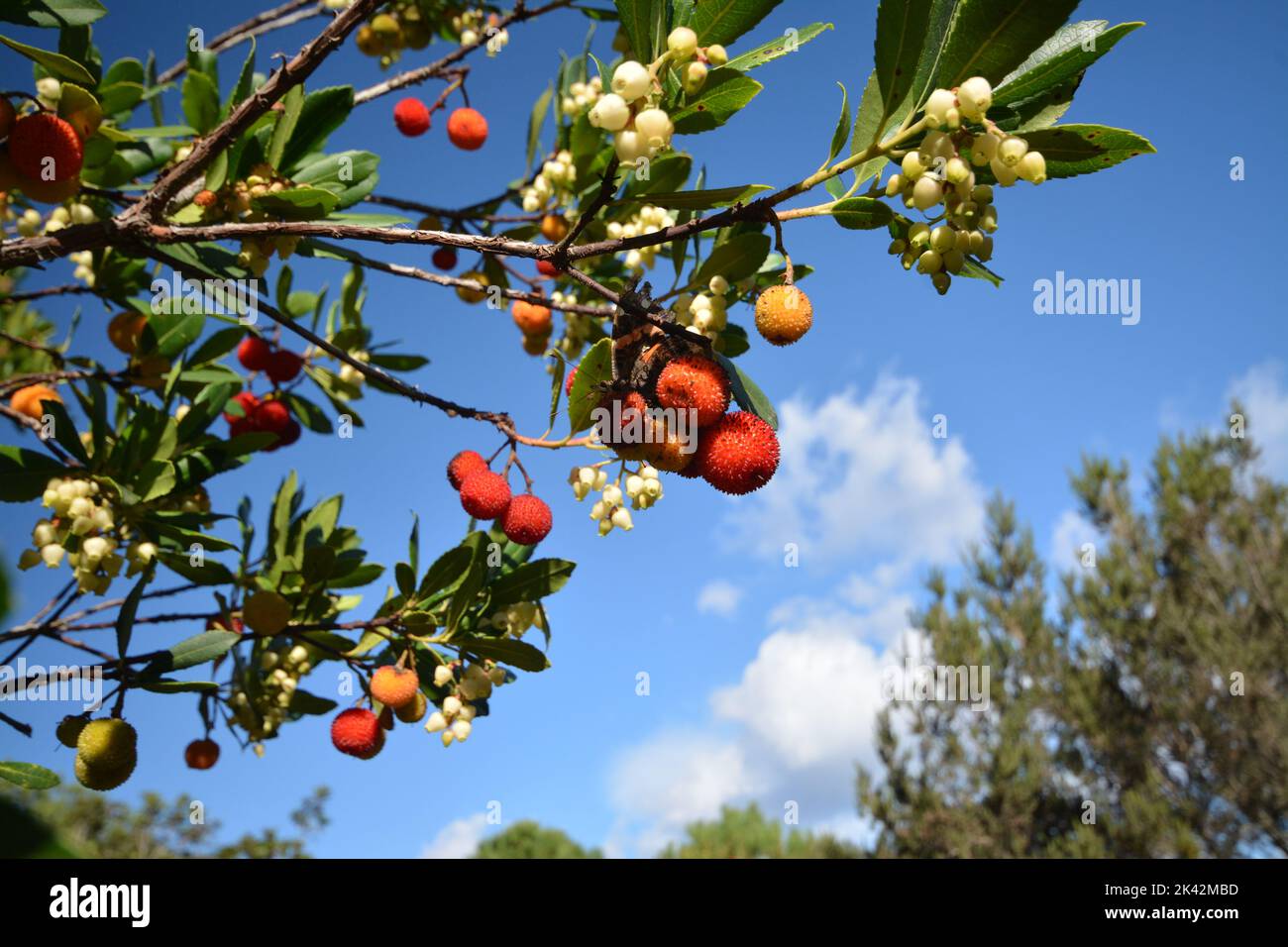 Corbezzolo unedo corbezzolo hi-res stock photography and images - Alamy