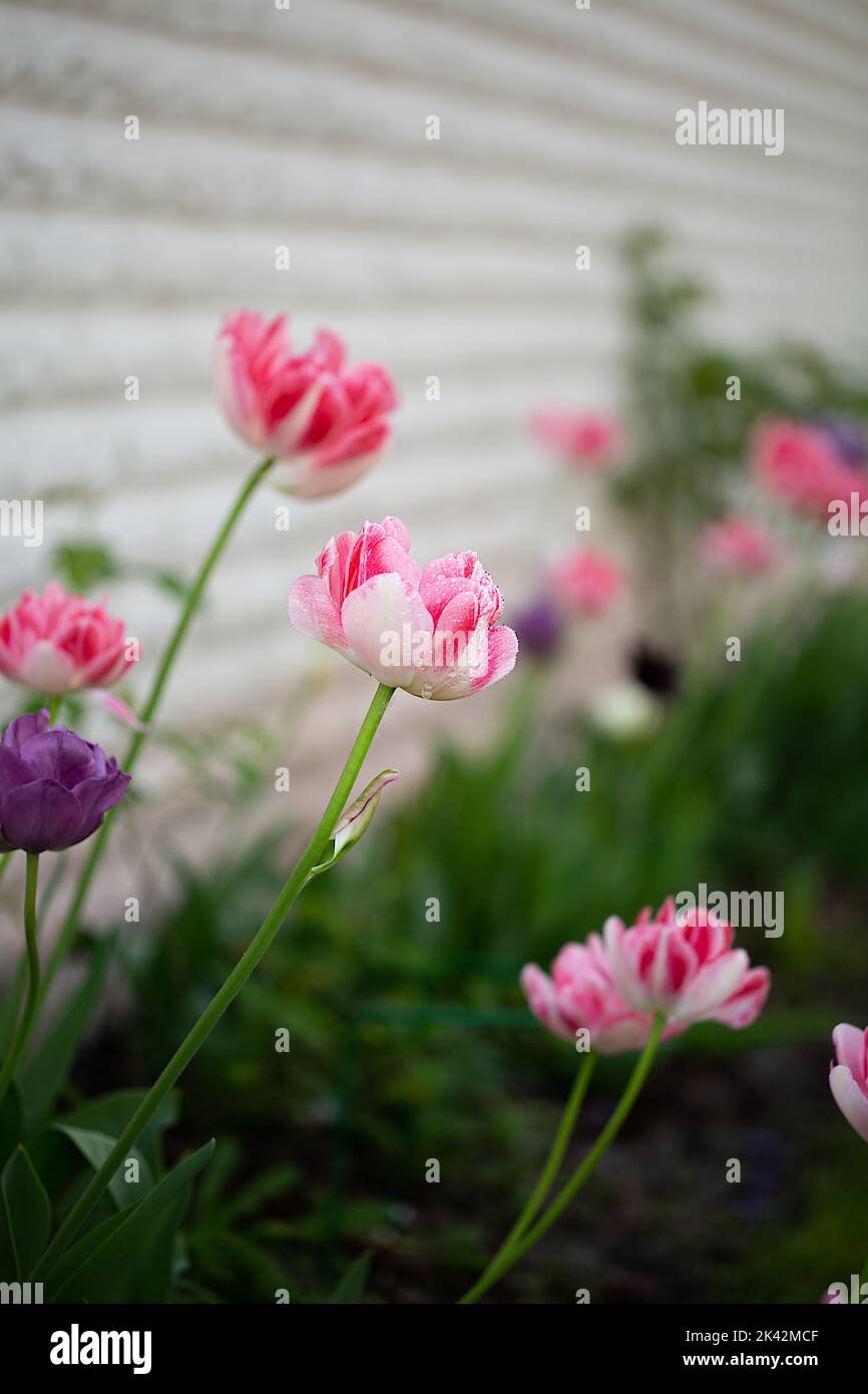 double pink peony tulip angelique close up Stock Photo - Alamy
