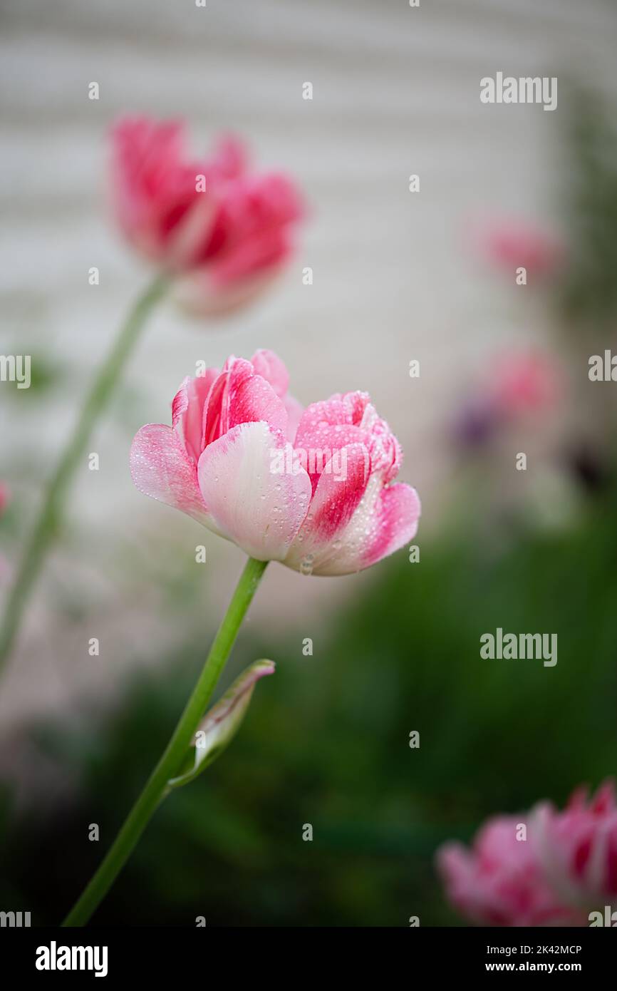 double pink peony tulip angelique close up Stock Photo - Alamy