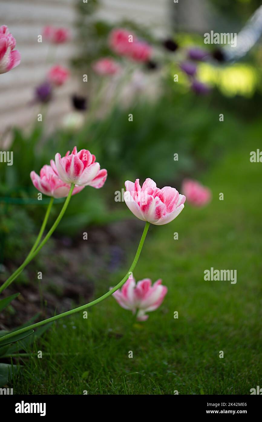 double pink peony tulip angelique close up Stock Photo - Alamy